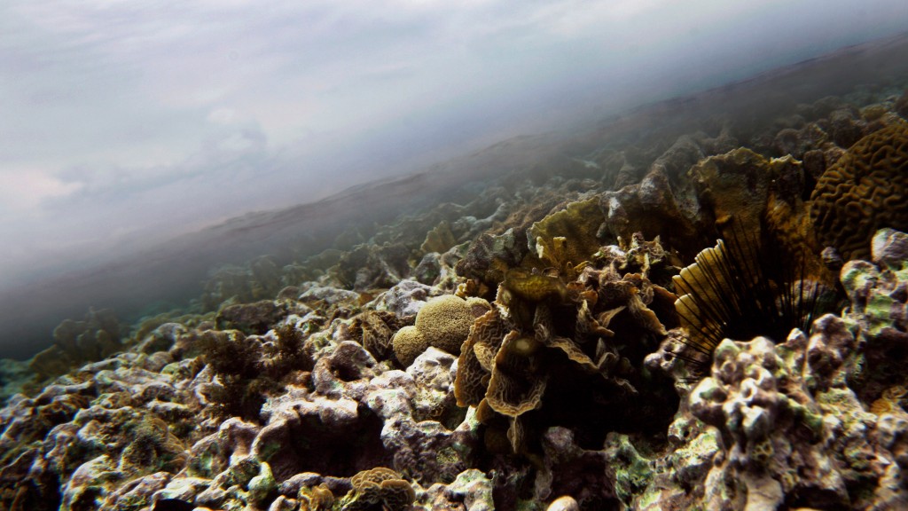 Puerto Rico: US lawsuit seeks to protect habitat of endangered corals ...