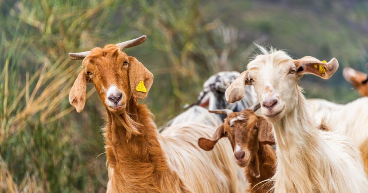 Clueless in 876: Did the minister say…hybrid goats? - Loop News