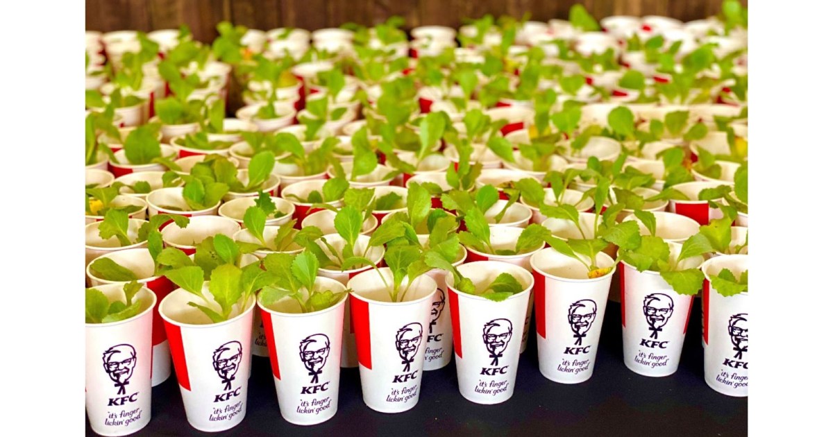 KFC to distribute 5000 seedlings on Corpus Christi - Loop News