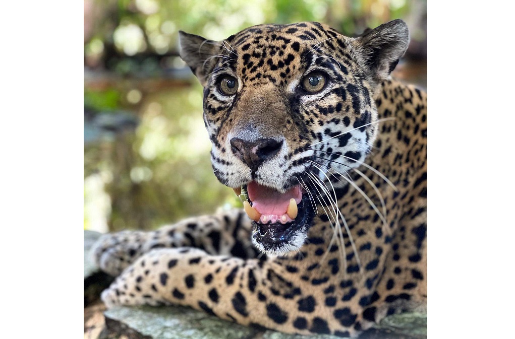 Beloved jaguar ‘Sylvia’ passes away at Belize Zoo - Loop News