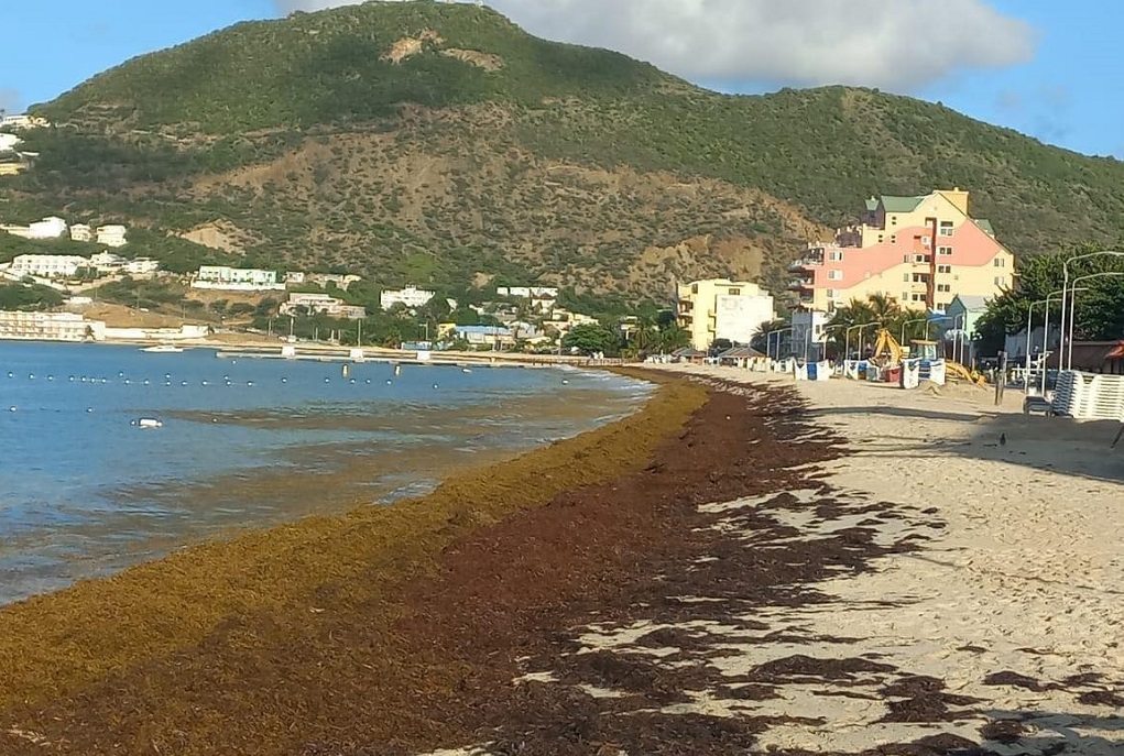 Sargassum on the Boardwalk- Great Bay Beach- Sint Maarten - Loop News