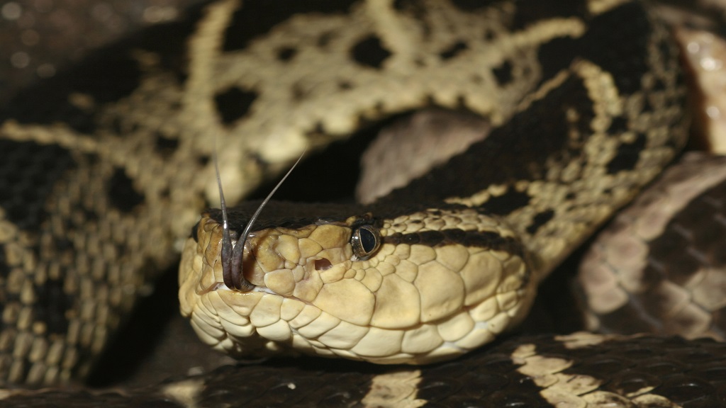 Farmer hospitalized after Fer-de-Lance snake bite in Millet - Loop News