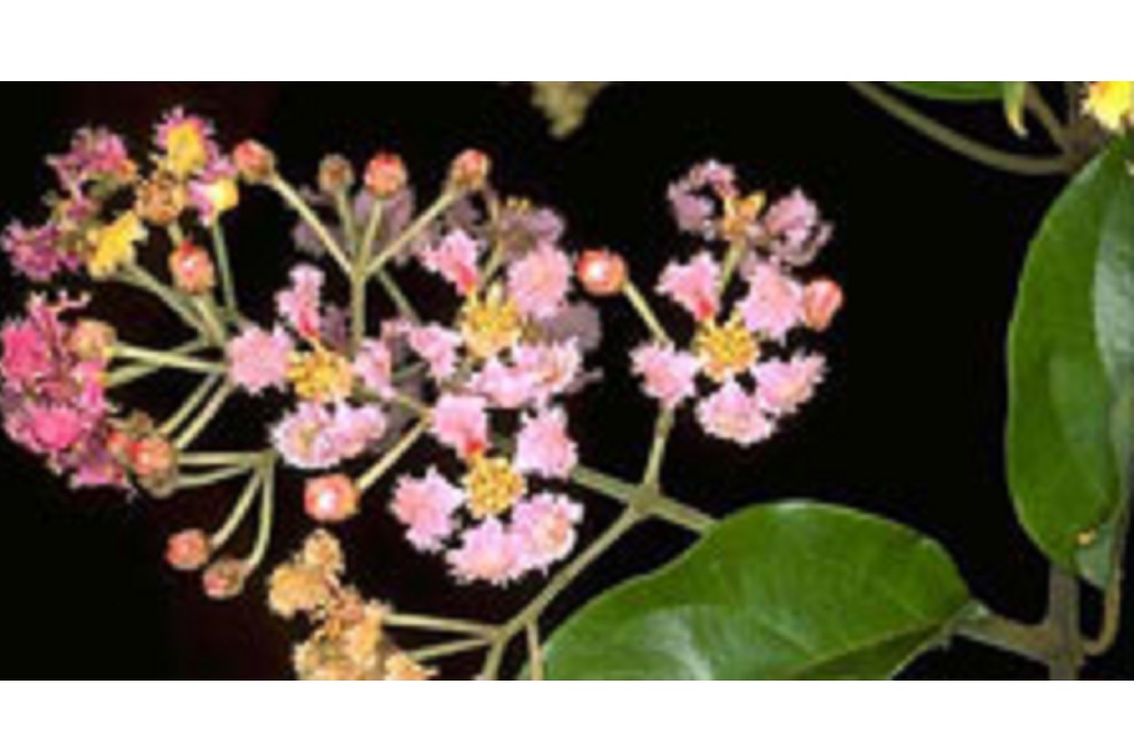 National symbols & emblems of St Vincent and the Grenadines explained ...