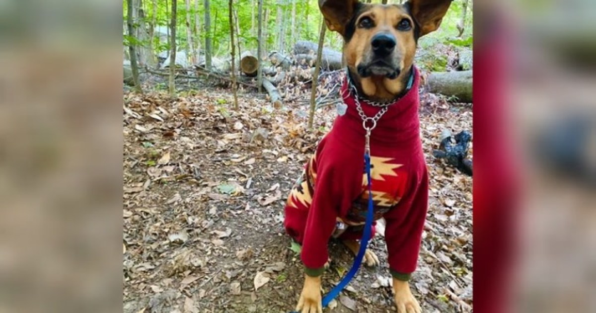 Remember street dog Pauline? Meet her Canadian family - Loop News