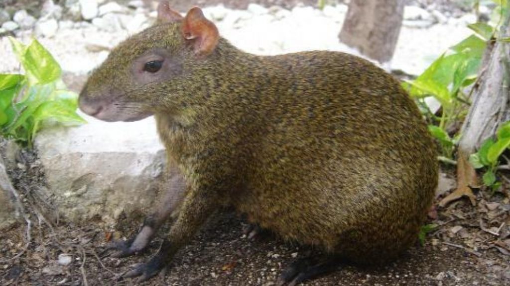 Remembering when Cayman had agouti on the menu - Loop News