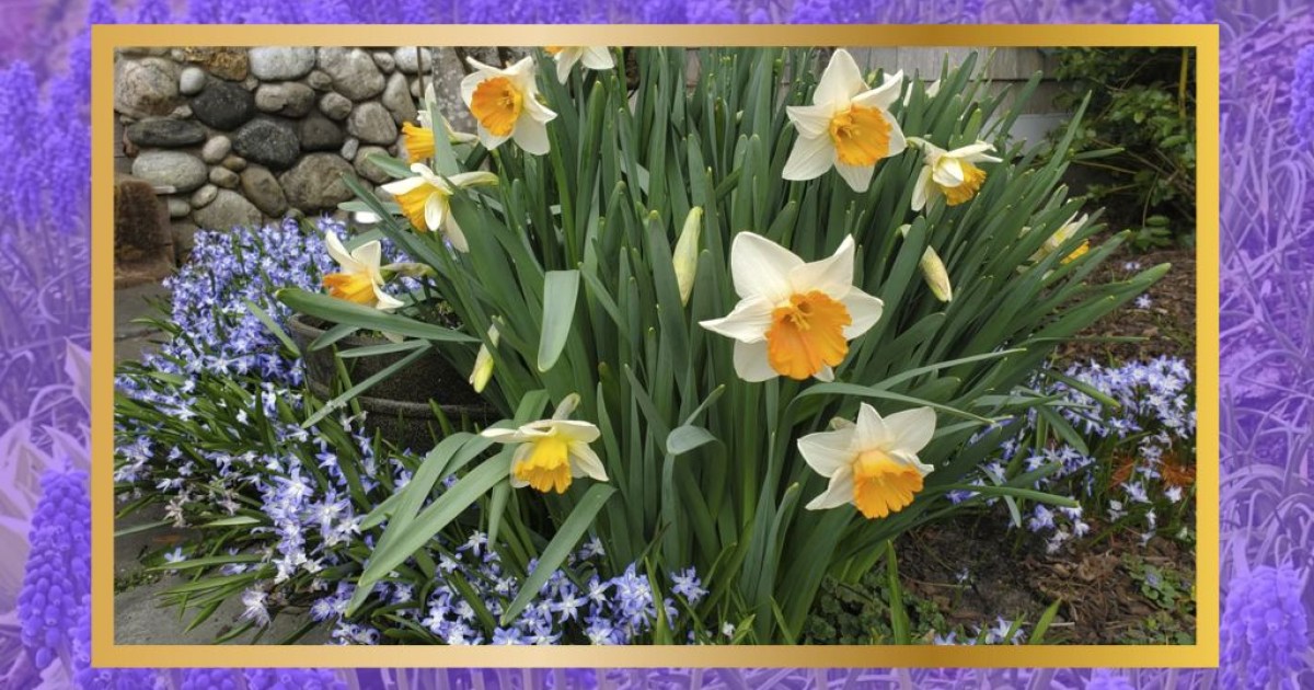 ‘Minor bulbs’, crocuses, snowdrops, best to plant now - Loop News