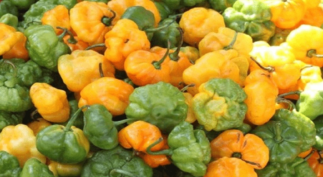 Project to increase export earnings from hot pepper - Loop News